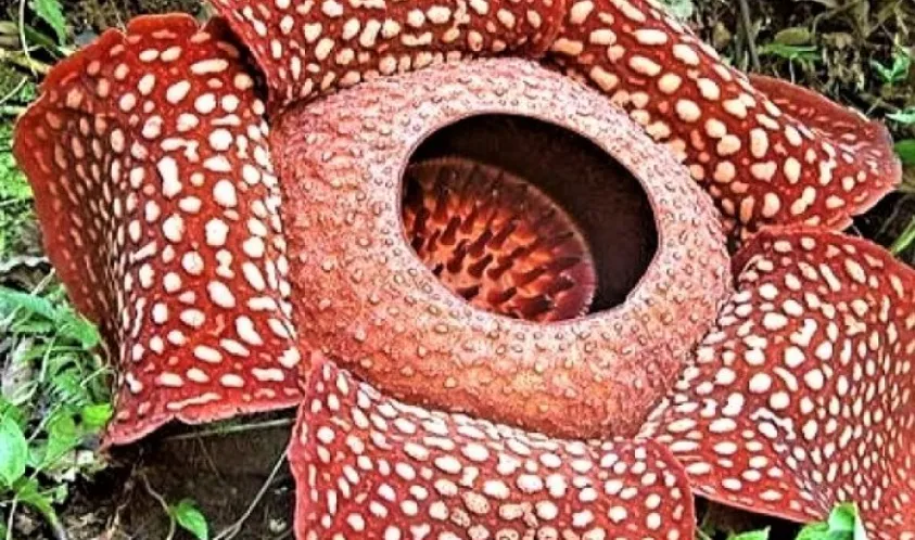 KPPL Catat 68 Bunga Rafflesia Mekar di Bengkulu Sepanjang 2024, Tiga ...